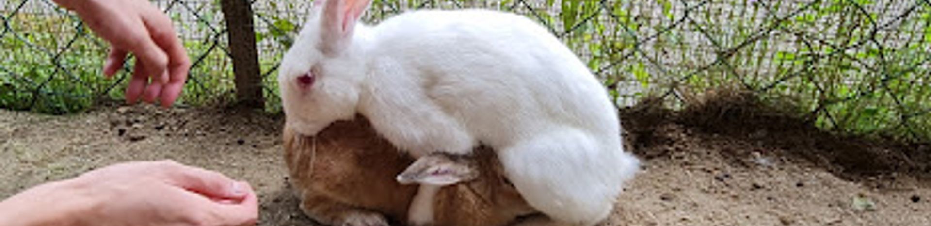 Experience Nature at Rabbit Farm, Bukit Tinggi