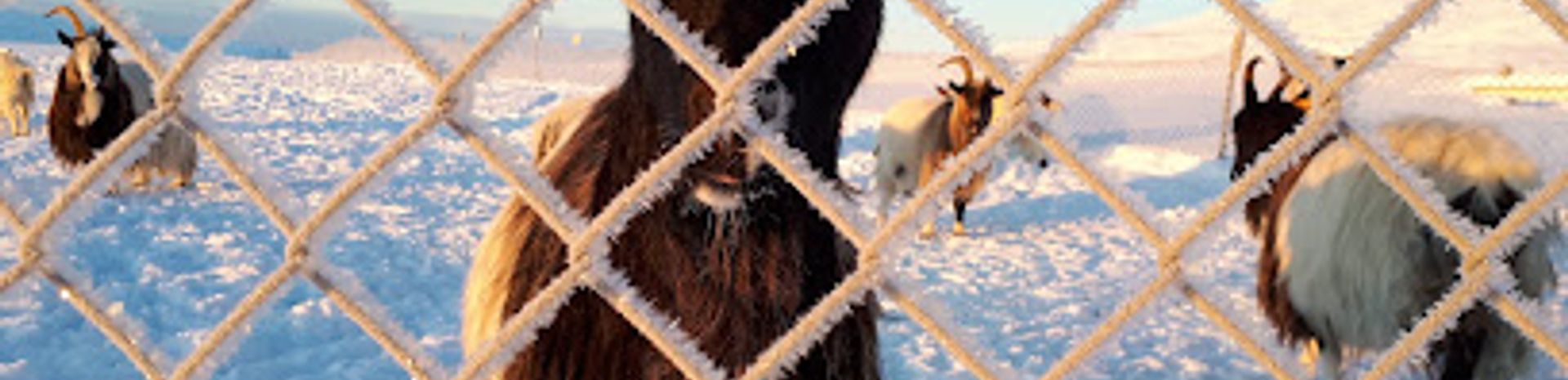 Experience Authentic Icelandic Life at Háafell Goat Farm