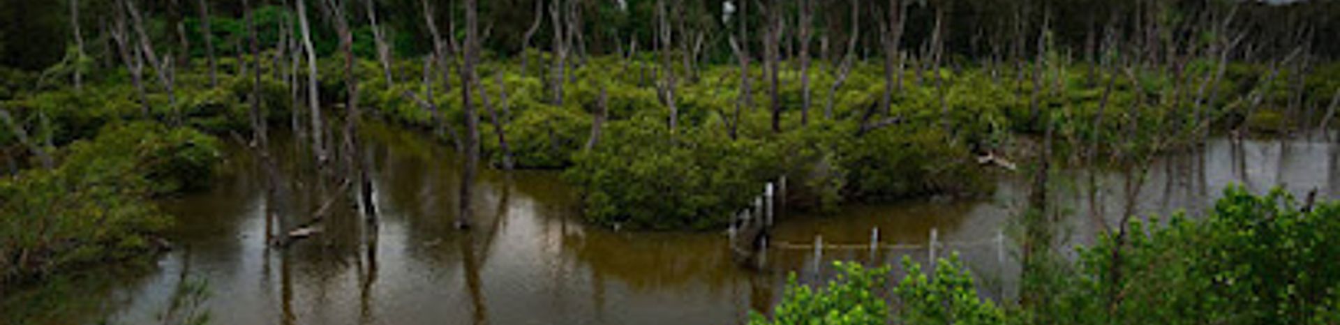 Discover the Enchantment of Mabamba Swamp