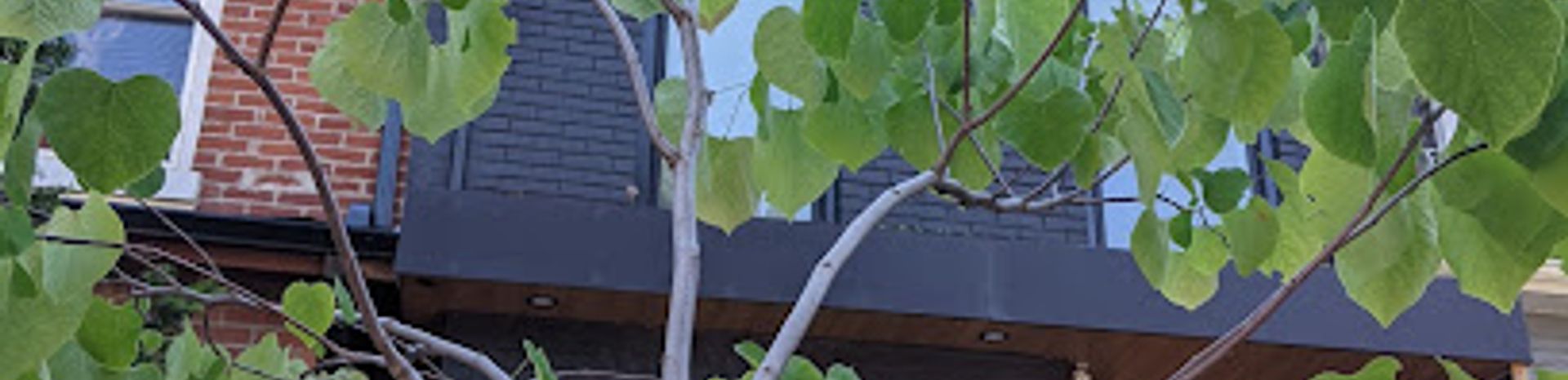 Rodney The Tree: A Natural Wonder in the Heart of Toronto