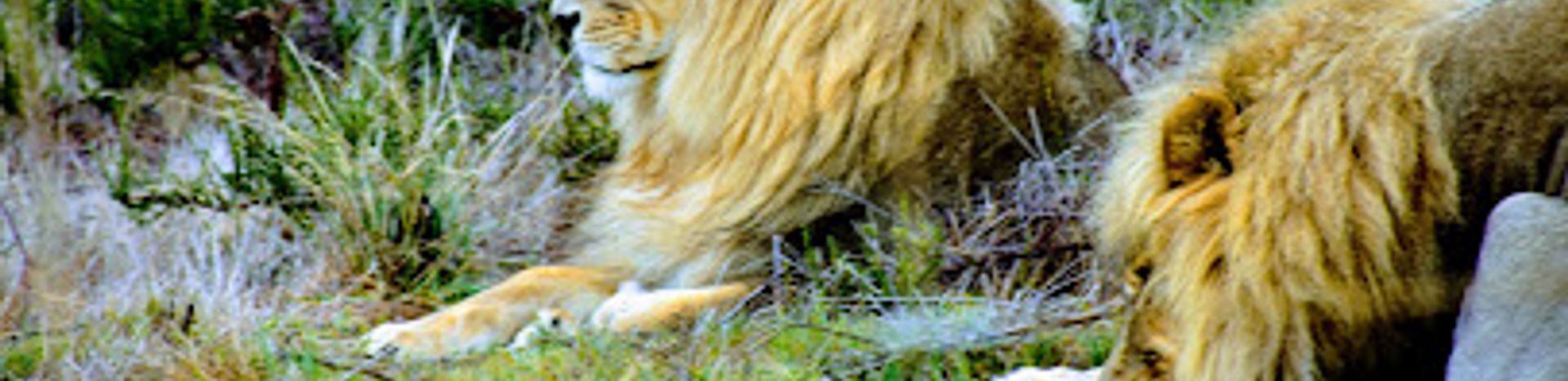 Experience the Majesty of Drakenstein Lion Park