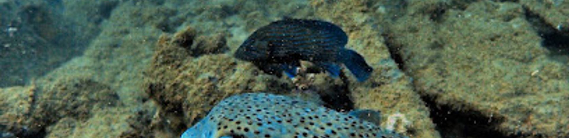 Dive into History at the SS Orestes Ship Wreck