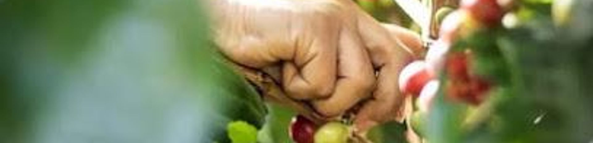 Café La Bella Tica: An Organic Coffee Experience