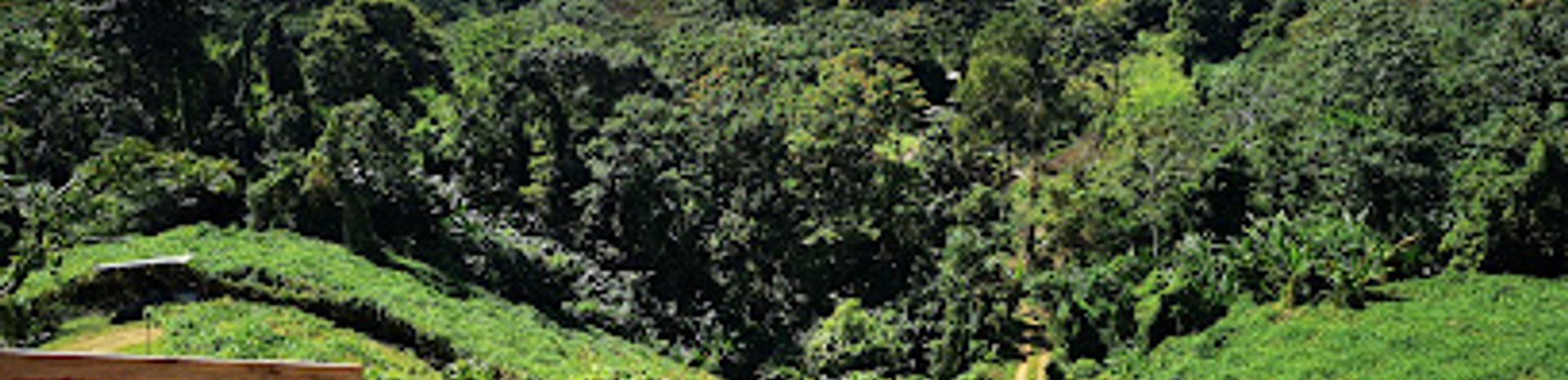 Discover the Enchantment of Heights of Aripo Hummingbird Sanctuary