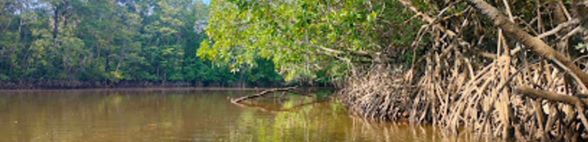 Enchanting Fireflies Watching at Cherating Mangrove River