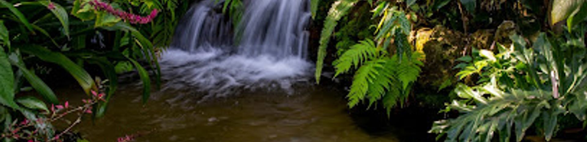 Discover the Enchanting Butterfly Rainforest at the Florida Museum of ...