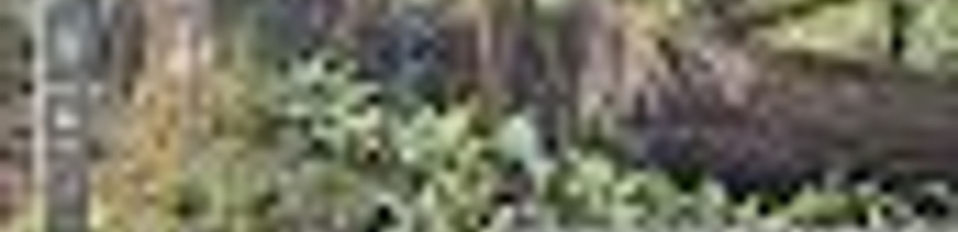 Discover the Wonders of KM6: Sendero El Rualdo