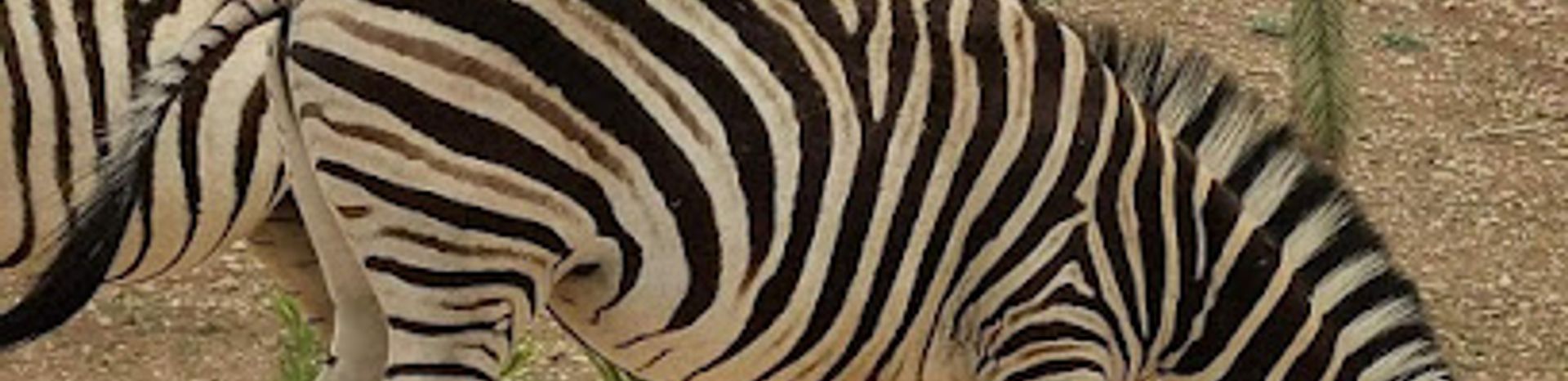Erbil Zoo: A Wildlife Haven in Kurdistan