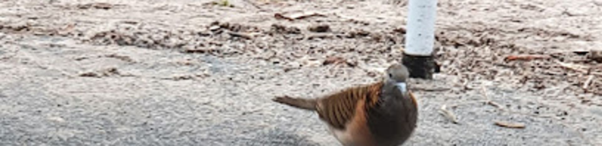 Waddy Point: Embrace Nature at Fraser Island's Beachfront Camping Haven