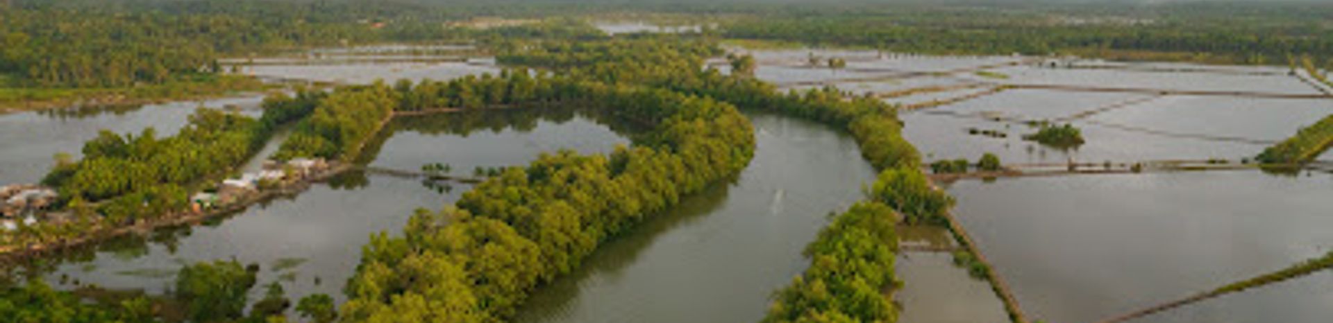 Explore the Serenity of Kabug Mangrove Park and Wetlands