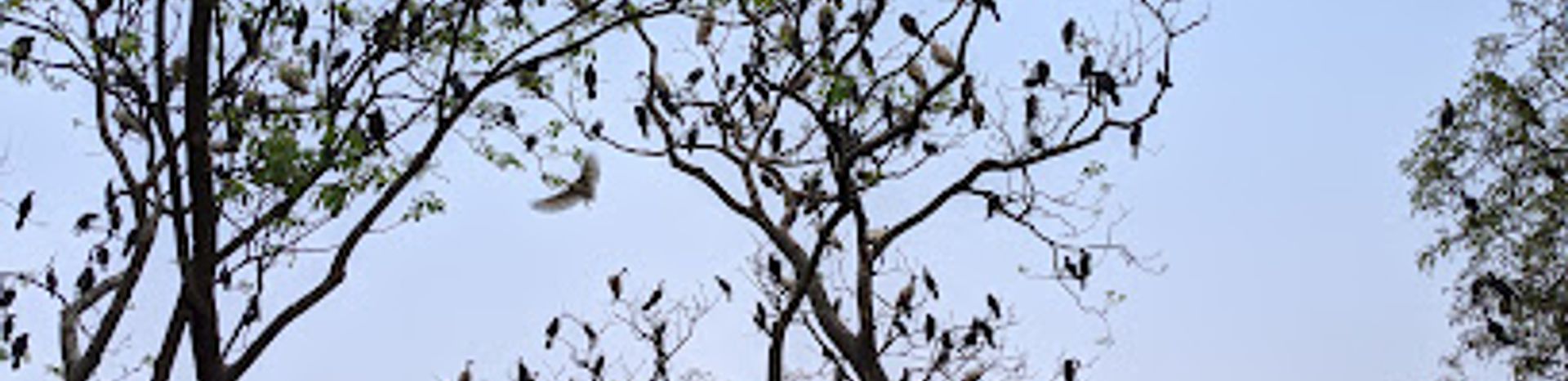 Pakhi Bari: A Birdwatcher's Paradise