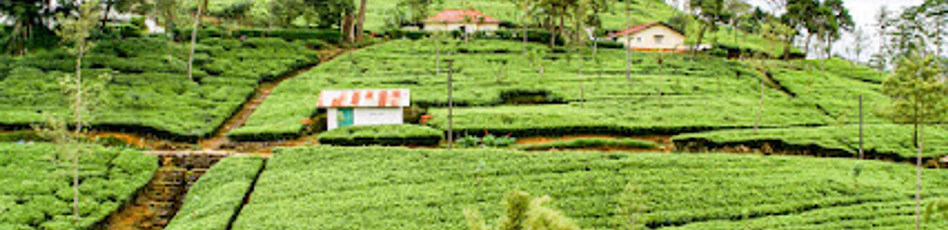 Breathtaking Views at Hatton Sripada View Point