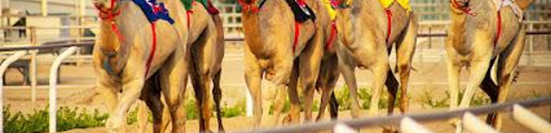 Experience the Thrill of Camel Racing at Dubai Royal Camel Racing Club