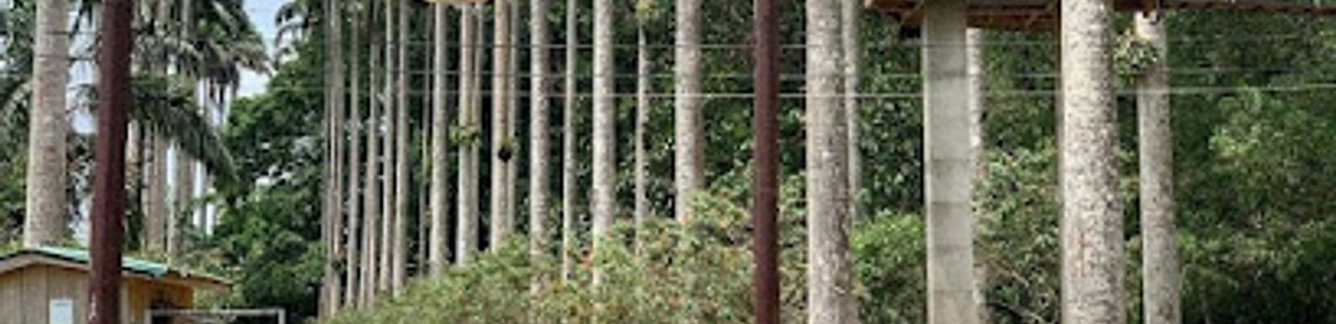 Discover the Serenity of Bunso Eco Park