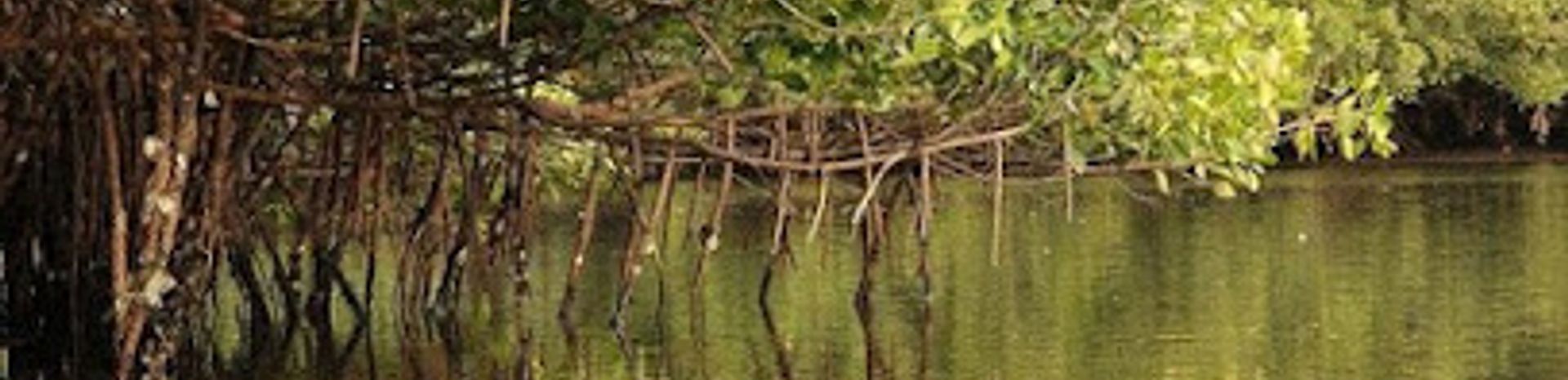Explore the Breathtaking Saloum Delta National Park