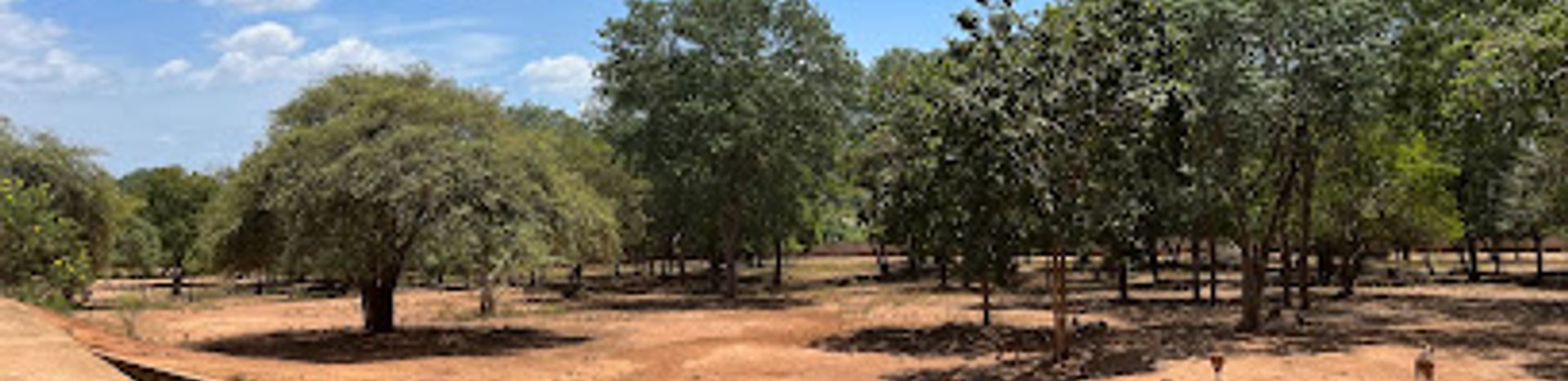 Explore the Wild Wonders of Ridiyagama Safari Park