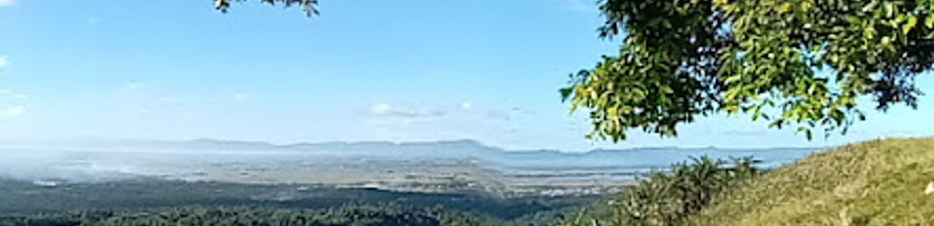 Discover the Majestic Antipolo Century Tree