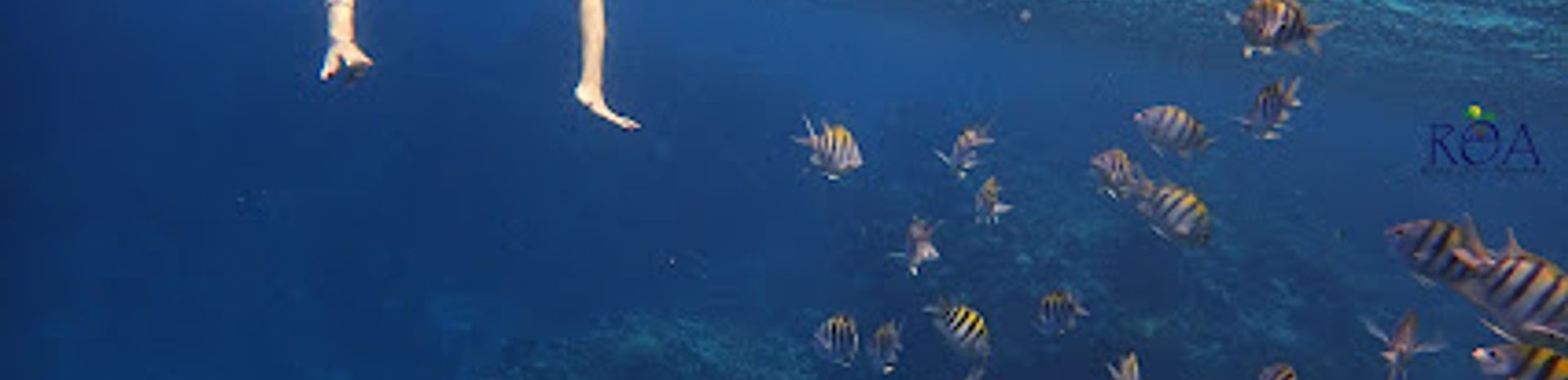 Explore the Wonders of Roatan Ocean Adventures
