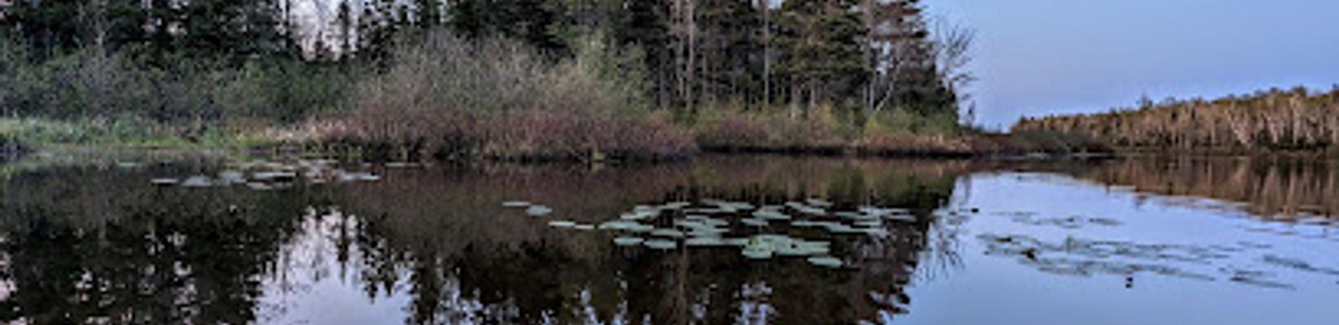 Discover the Beauty of Irishtown Nature Park