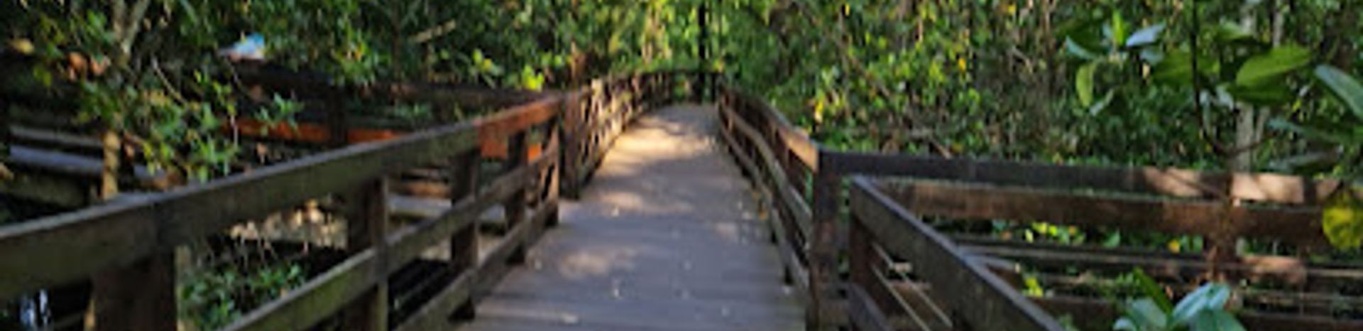 Explore the Serene Beauty of Pasir Ris Park Mangrove Boardwalk