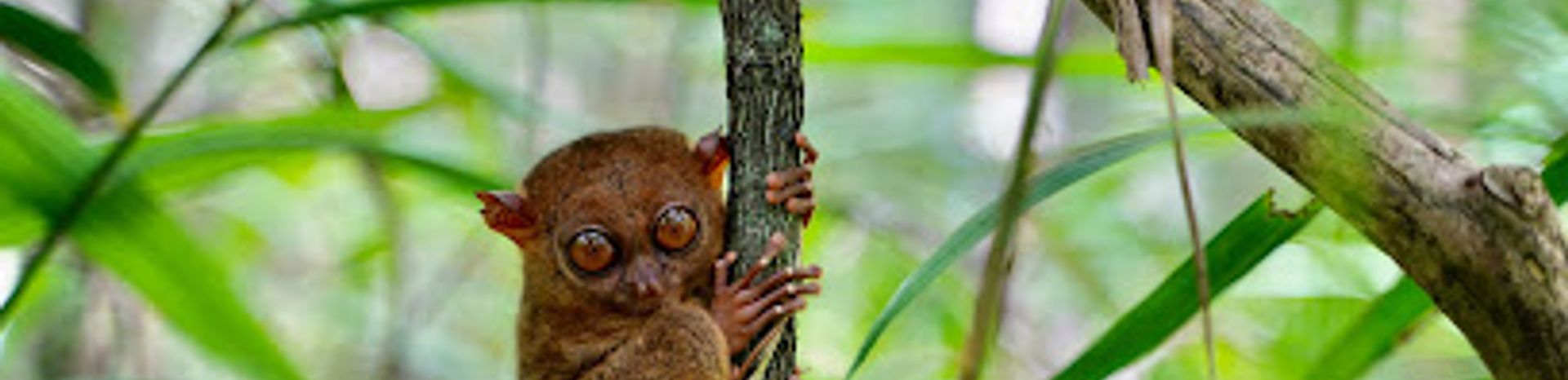 Discover the Enchanting Philippine Tarsier Sanctuary