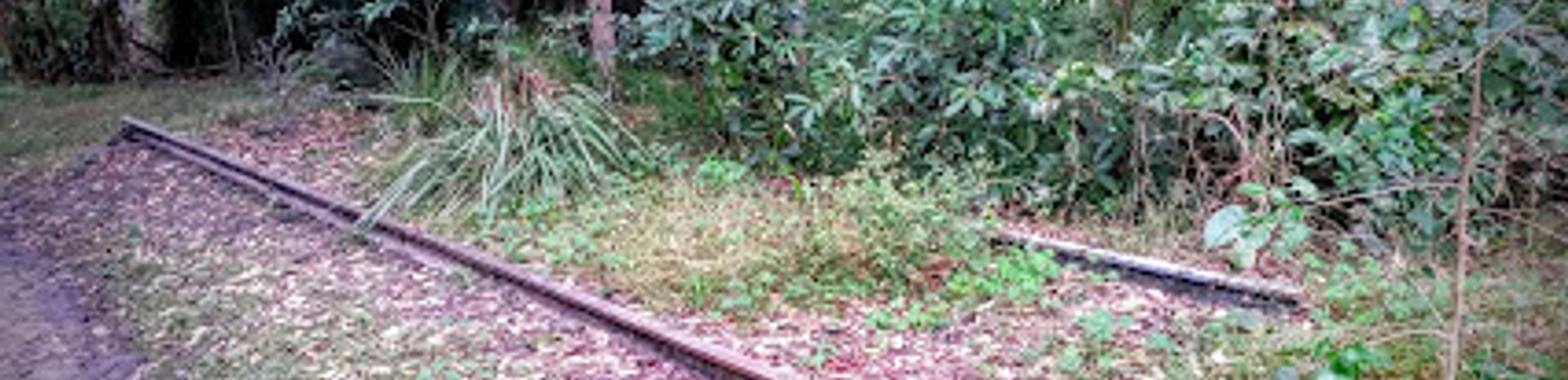 Step Back in Time at the Balmoral Tramway Cutting