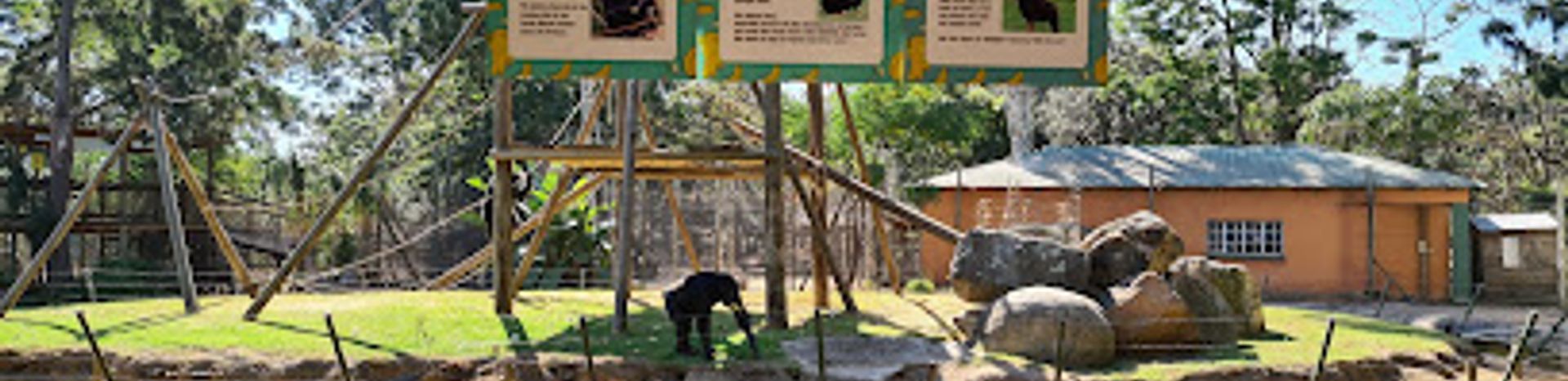 Discover the Magic of Monkey Town
