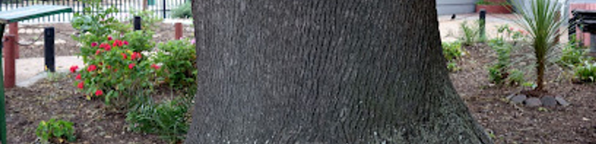 The Old Oak Slave Tree: A Living Testament to History