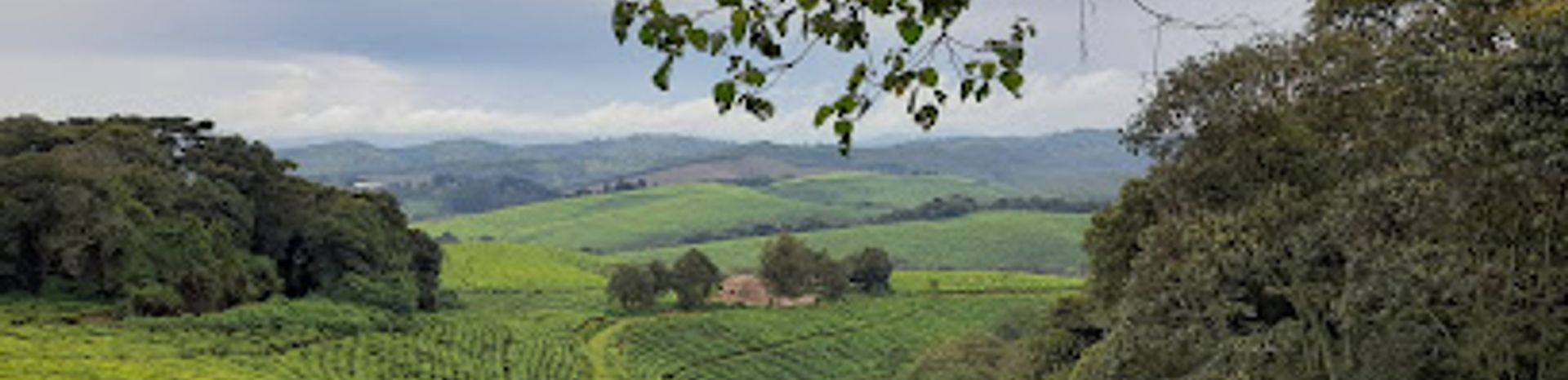 Kibira National Park: Burundi's Montane Rainforest Paradise
