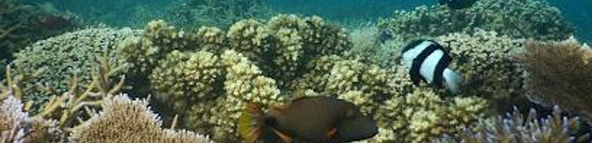 Explore the Wonders of Palolo Deep Marine Reserve