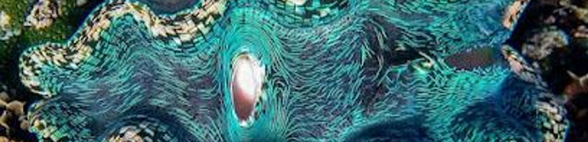 Discover the Wonders of Savaia: The Giant Clam Sanctuary