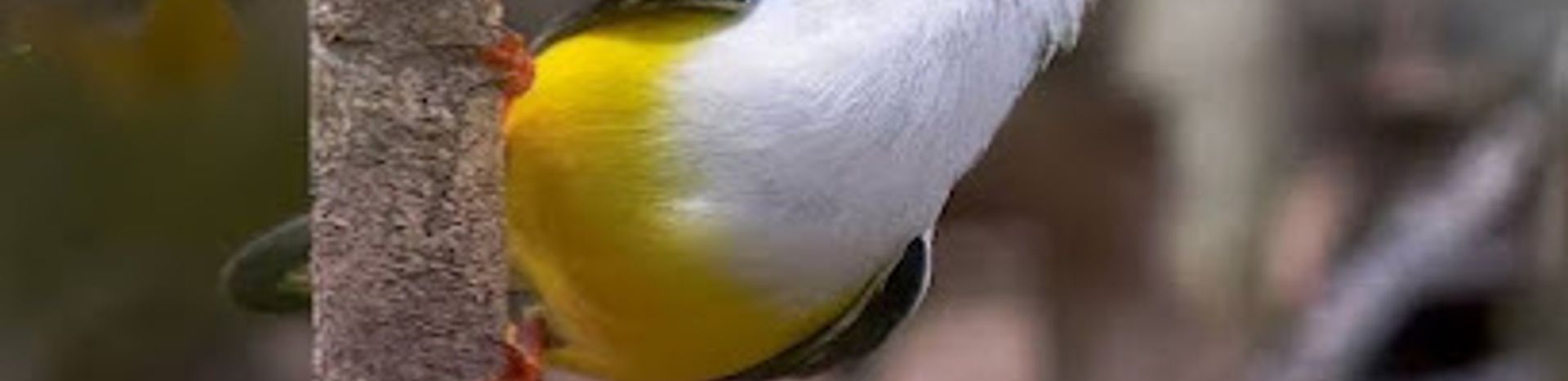 Explore the Vibrant Manakin Birding Trail