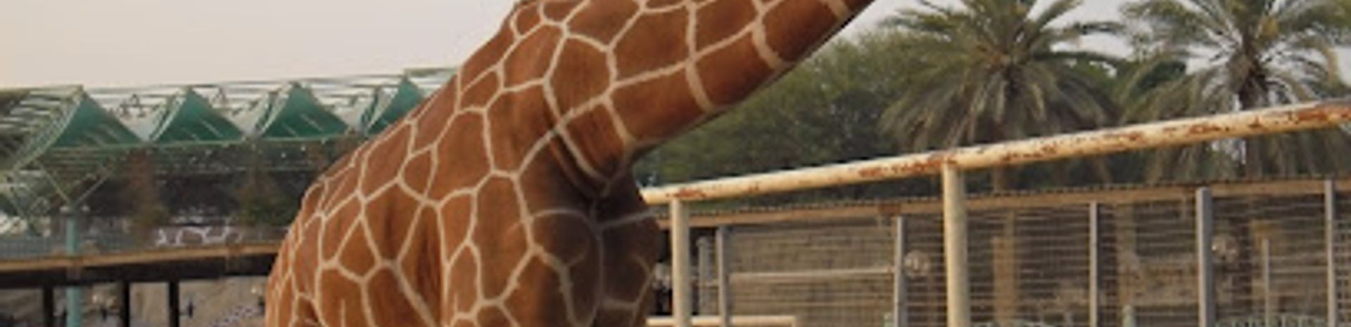 Explore the Wonders of Doha Zoo
