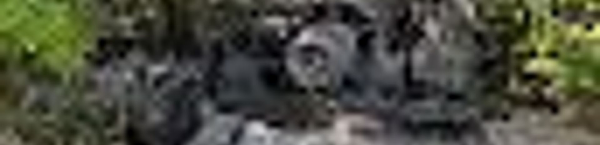 Discover the Wonders of Windley Key Fossil Reef Geological State Park ...