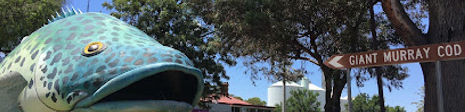 The Majestic Giant Murray Cod: A Unique Australian Landmark