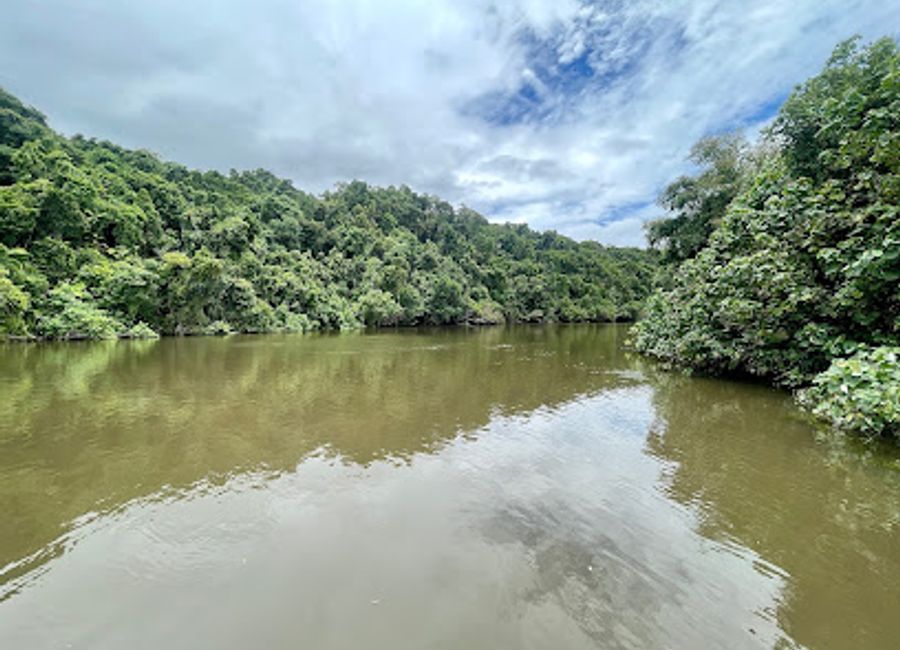 Day 9 A Day of Crocs and Rainforest Charms: Daintree Adventures