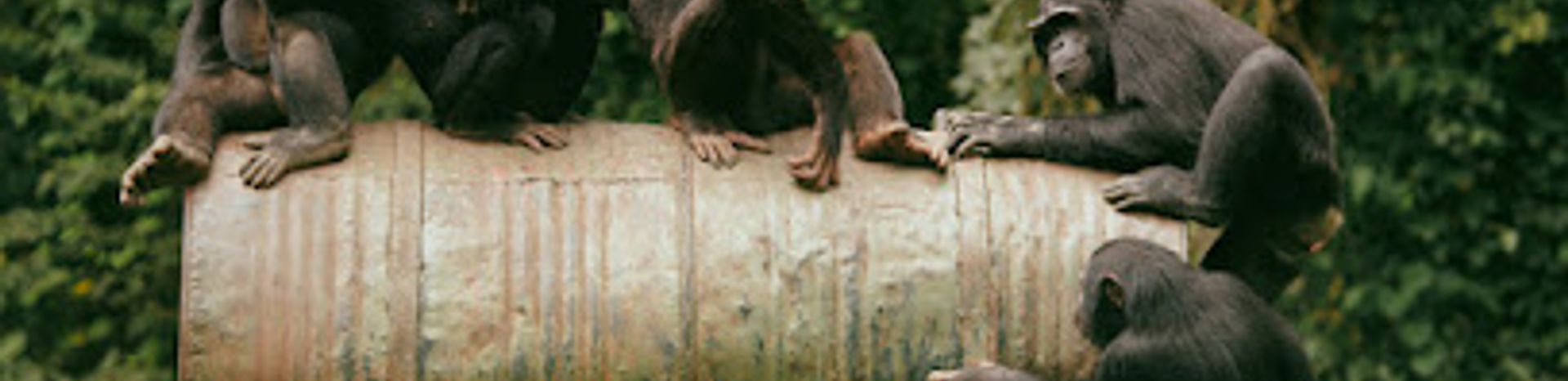 Discover the Wonders of Parc de la Méfou